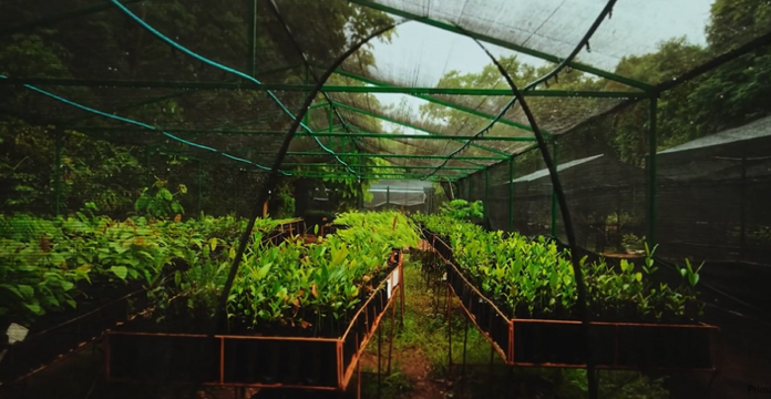 RZK Agro entrega meio milhão de mudas até 2025 | iNews